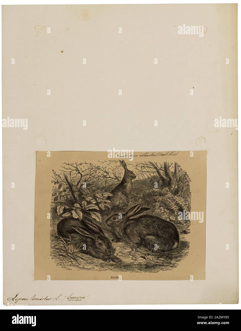 Tundra hare Cut Out Stock Images & Pictures - Alamy