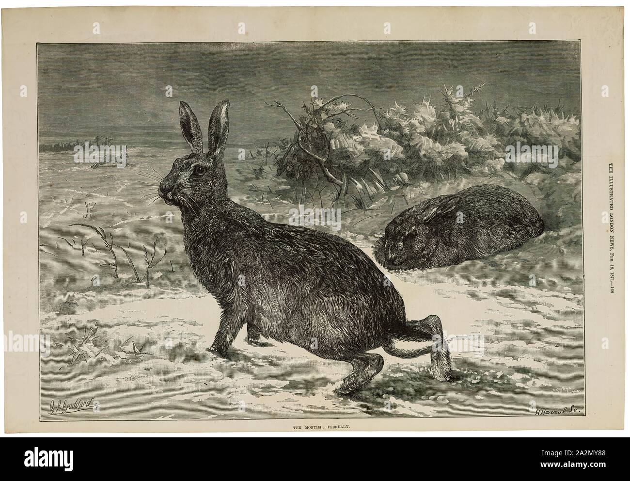 Lepus timidus, Print, The mountain hare (Lepus timidus), also known as ...