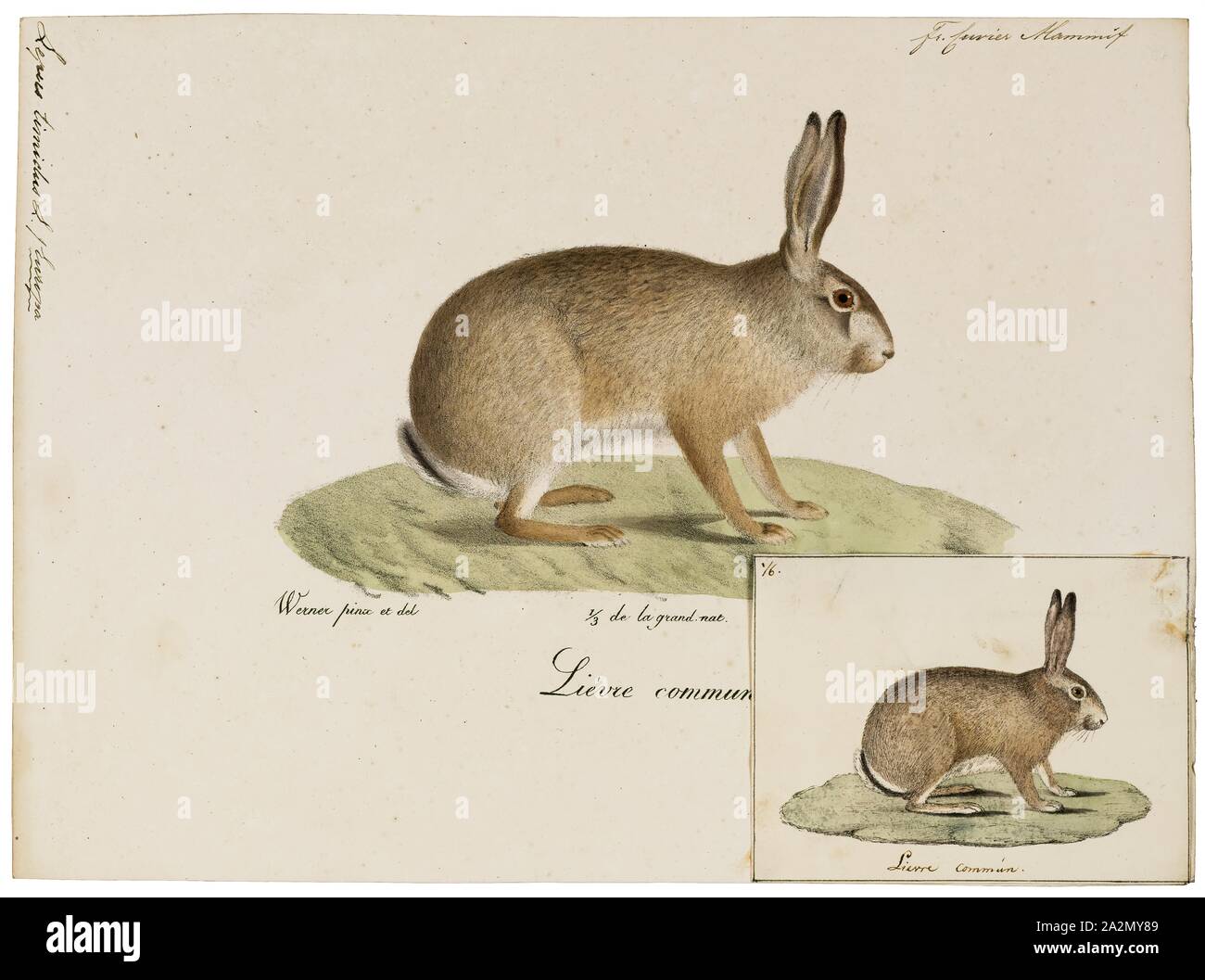 Lepus timidus, Print, The mountain hare (Lepus timidus), also known as ...