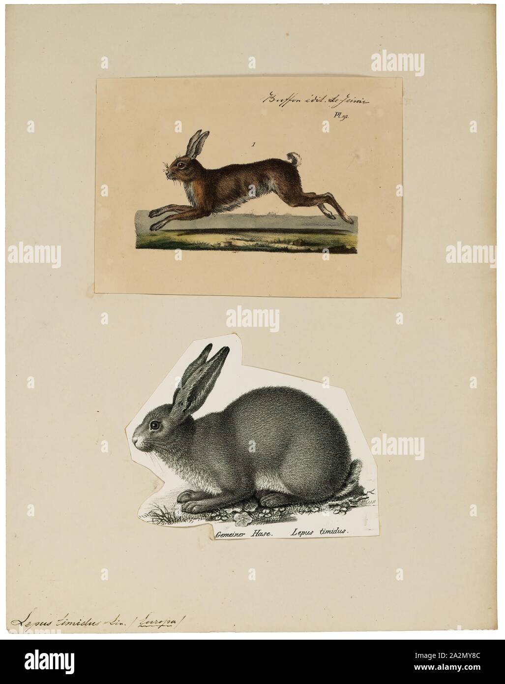 Lepus timidus, Print, The mountain hare (Lepus timidus), also known as ...