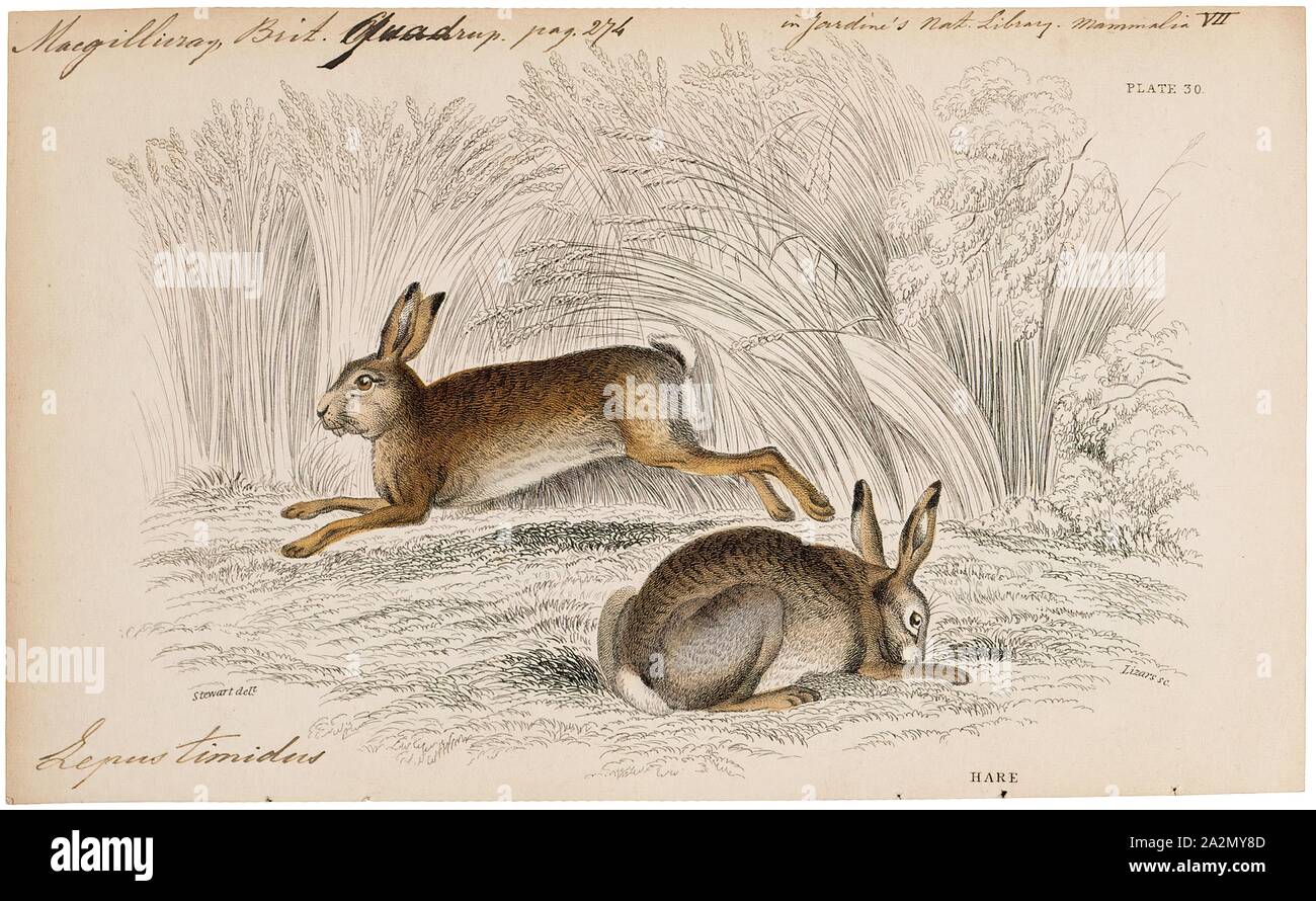 Lepus timidus, Print, The mountain hare (Lepus timidus), also known as ...