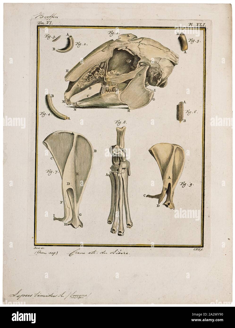 Lepus timidus, Print, The mountain hare (Lepus timidus), also known as ...