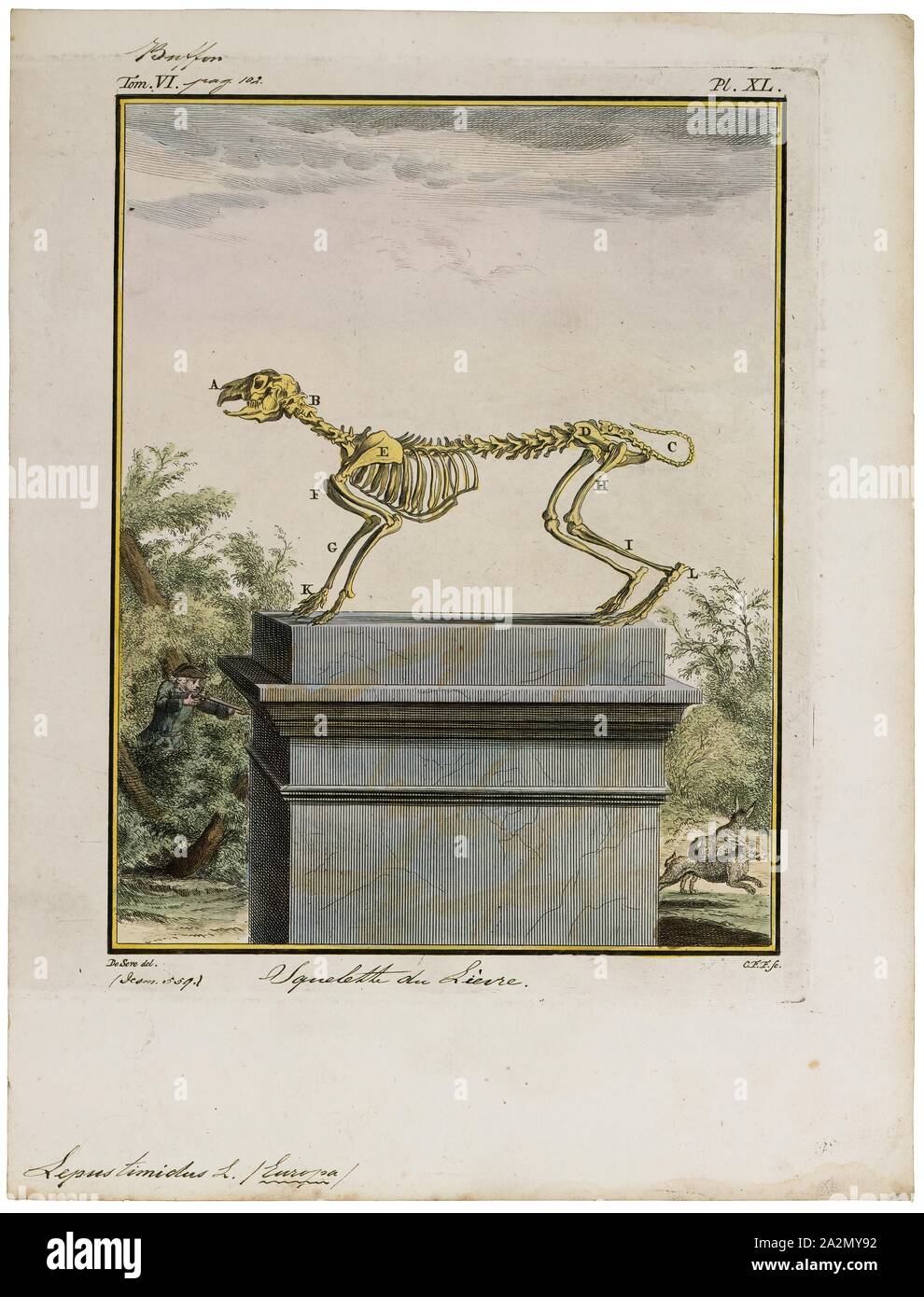 Lepus timidus, Print, The mountain hare (Lepus timidus), also known as ...