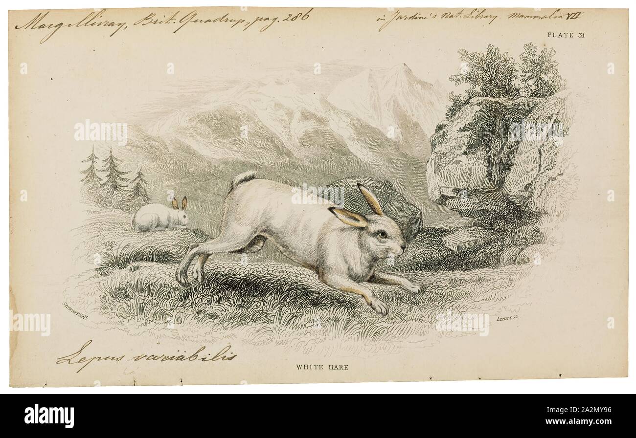 Lepus variabilis hi-res stock photography and images - Alamy