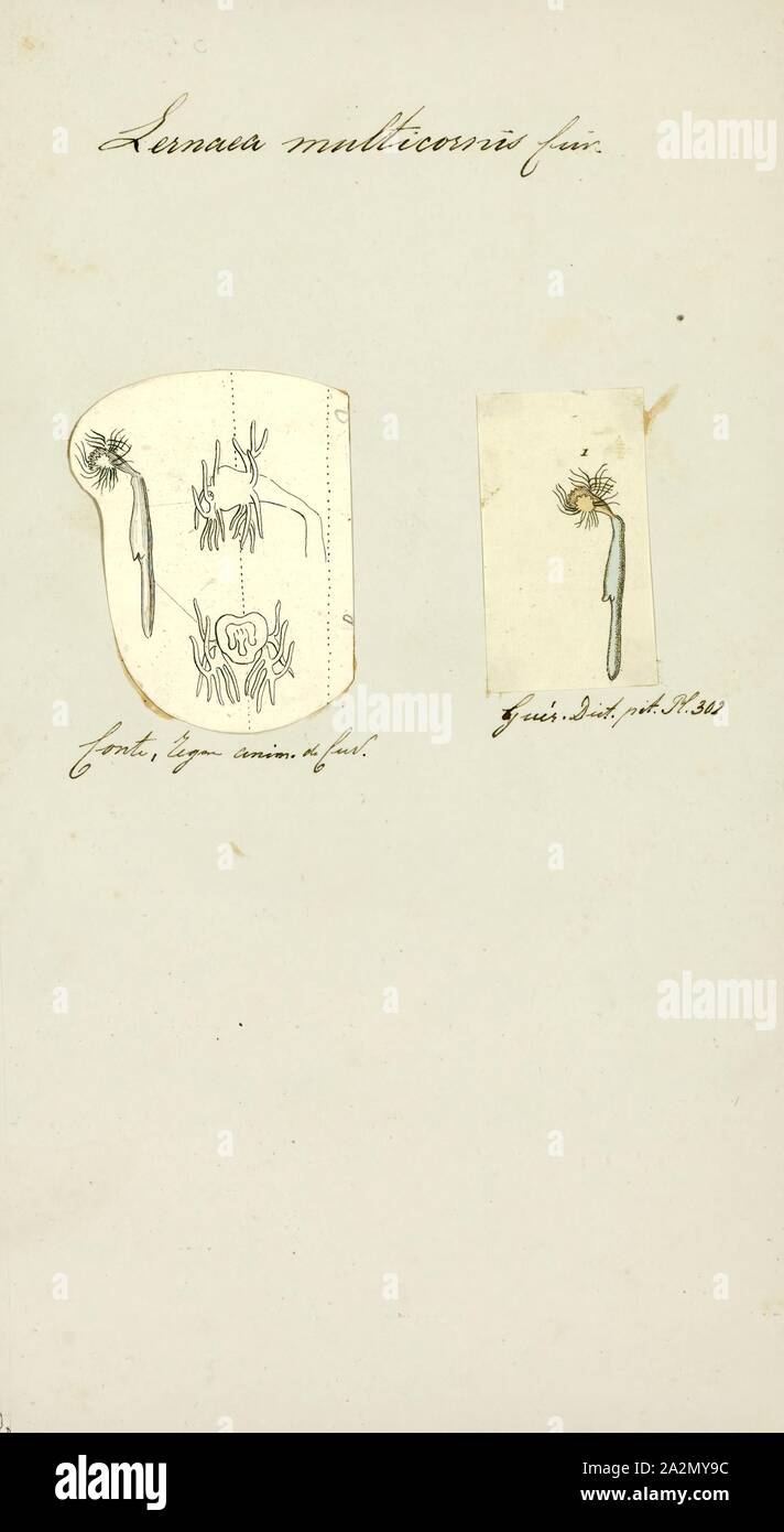 Lernaea multicornis, Print, Lernaea (also incorrectly spelled Lernea ...