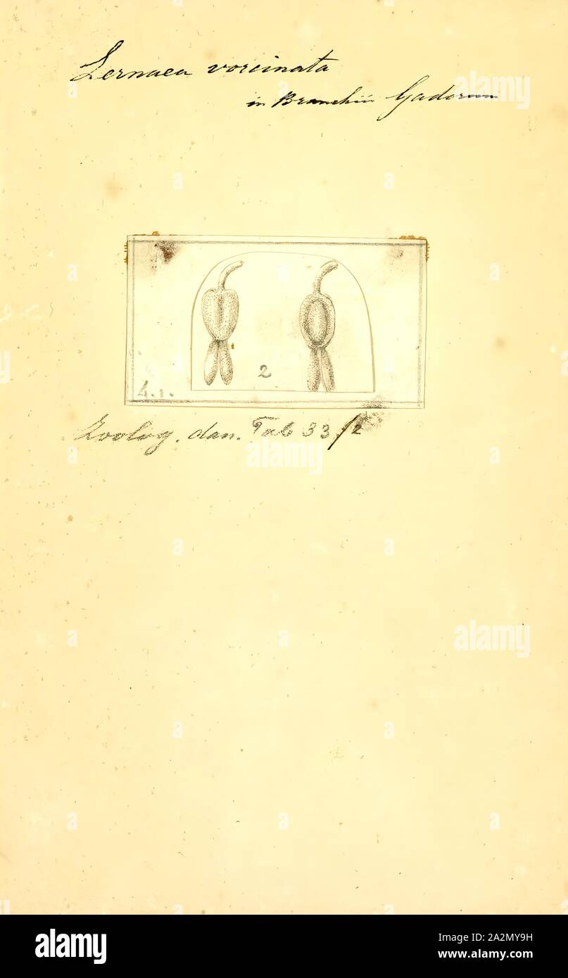 Lernaea vorcinata hi-res stock photography and images - Alamy