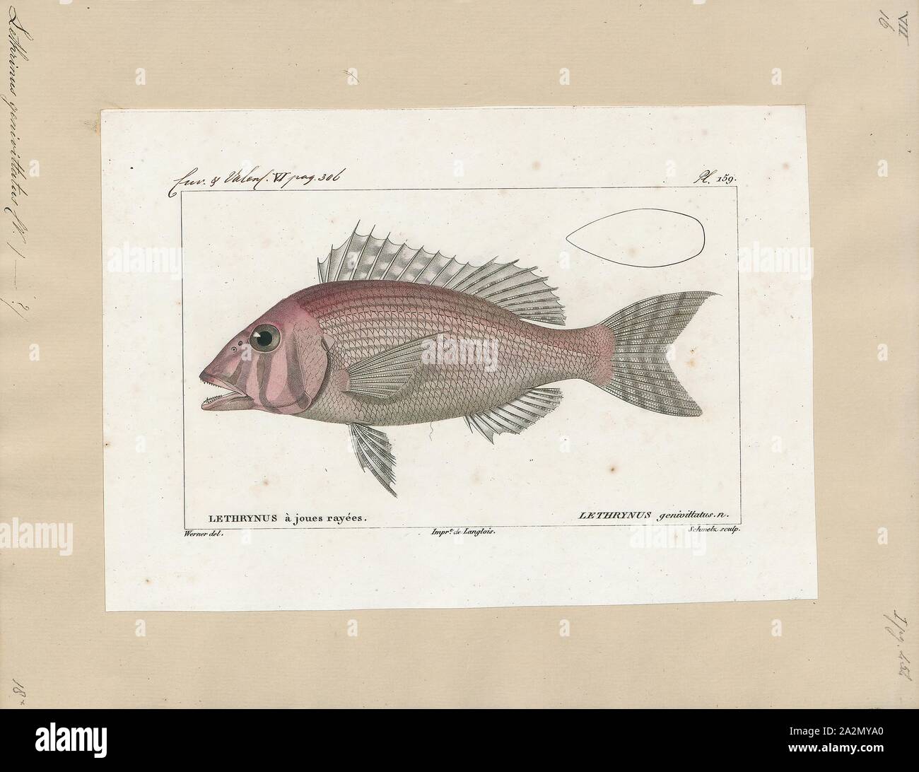 Lethrinus genivittatus, Print, Longspine emperor, 1700-1880 Stock Photo ...