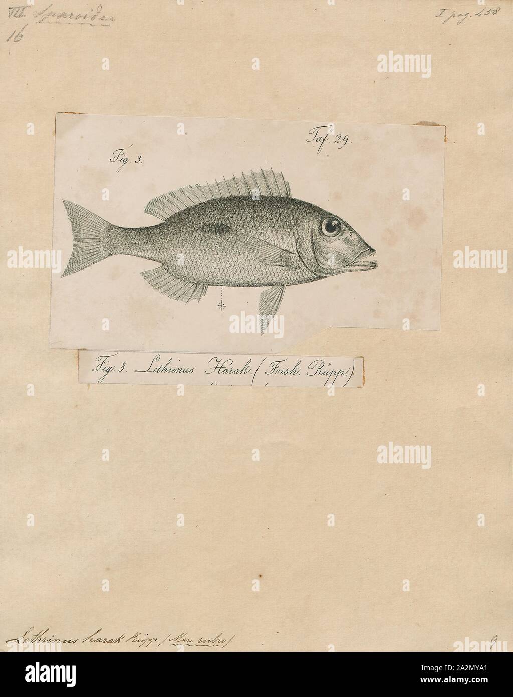 Blackspot emperor hi-res stock photography and images - Alamy