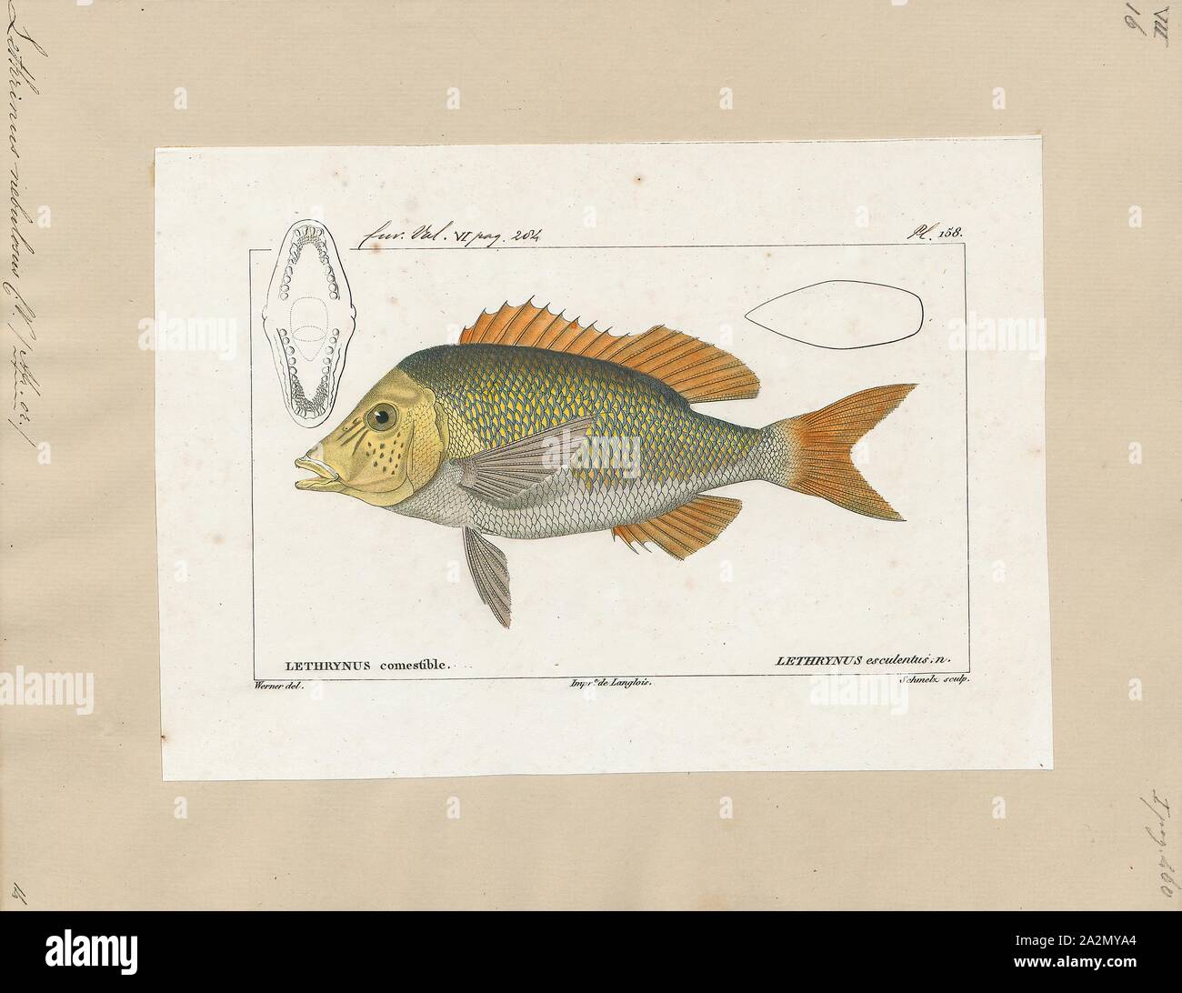 Sand bream hi-res stock photography and images - Alamy