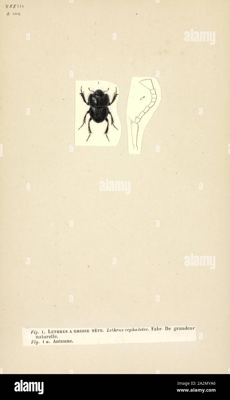 Lethrus hi-res stock photography and images - Alamy