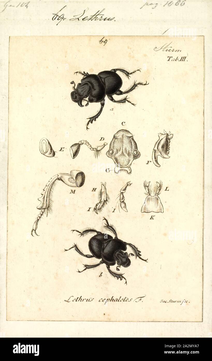 Lethrus hi-res stock photography and images - Alamy