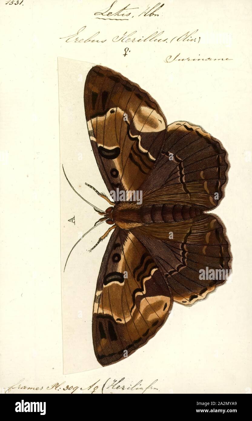 Letis, Print, Letis is a genus of moths in the family Erebidae Stock ...