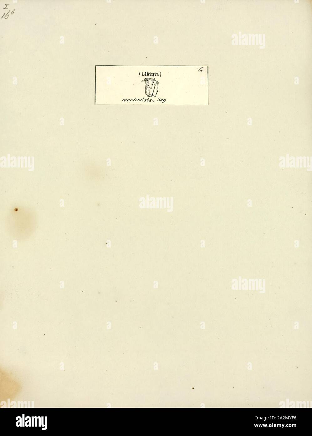 Libinia canaliculata hi-res stock photography and images - Alamy