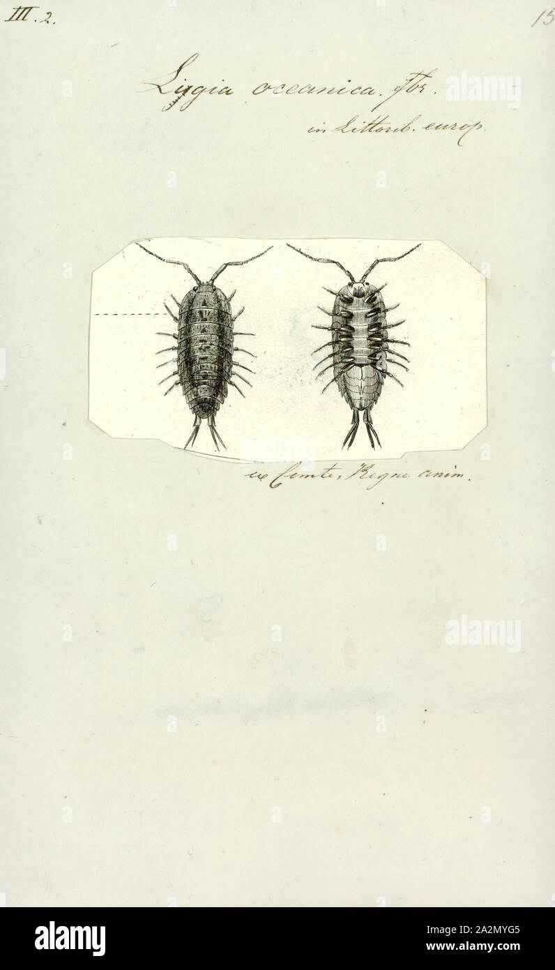 Ligia oceanica, Print, Ligia oceanica, the sea slater, common sea ...