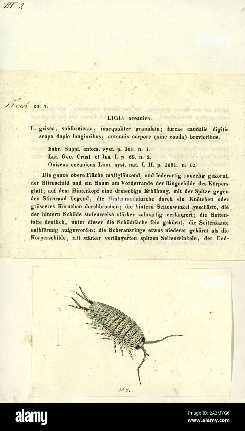 Ligia oceanica, Print, Ligia oceanica, the sea slater, common sea ...