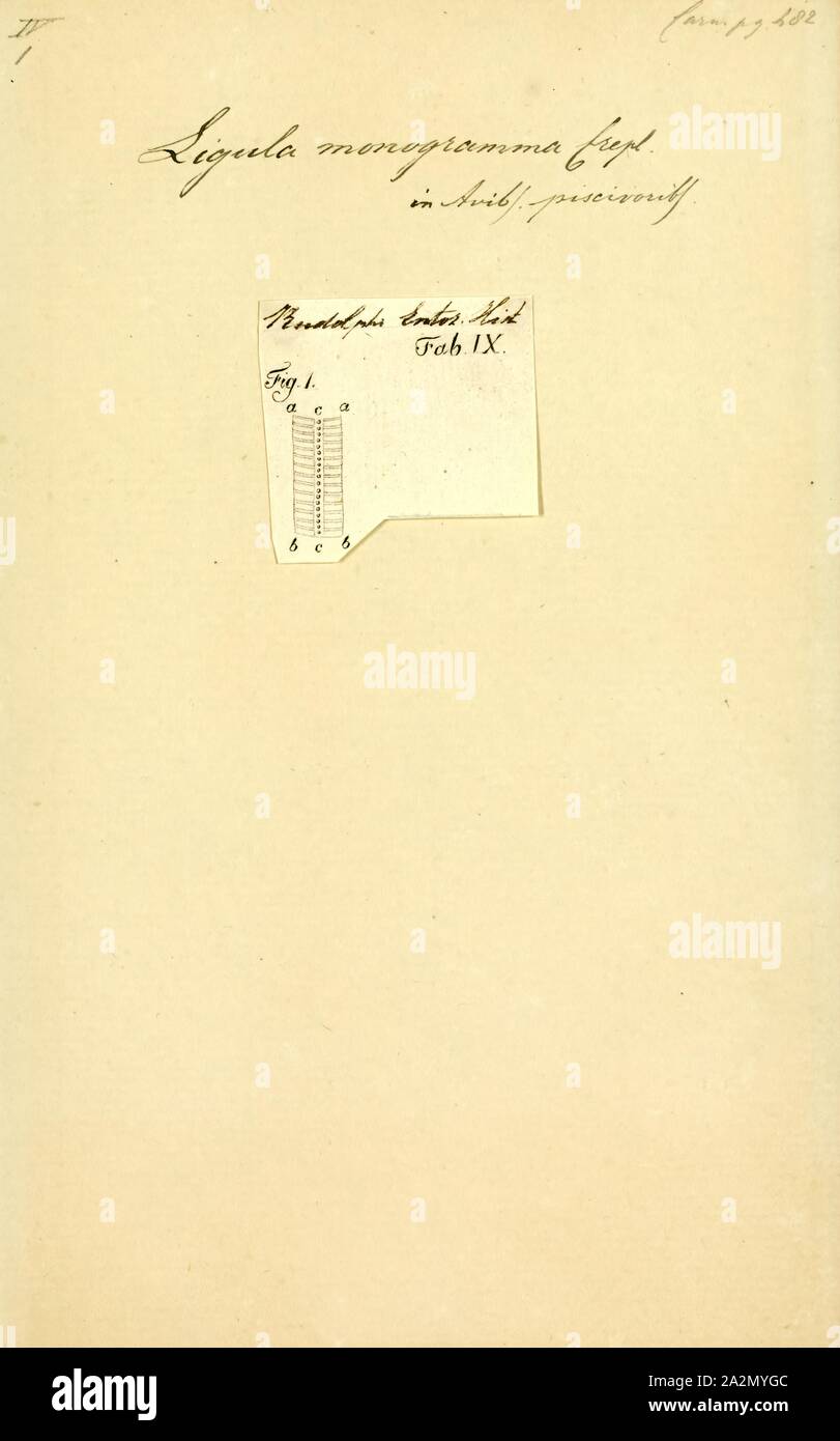 Ligula monogramma, Print Stock Photo - Alamy
