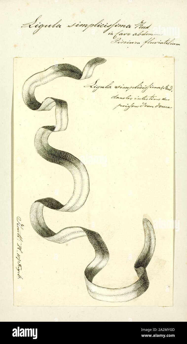 Ligula simplicissima, Print Stock Photo - Alamy