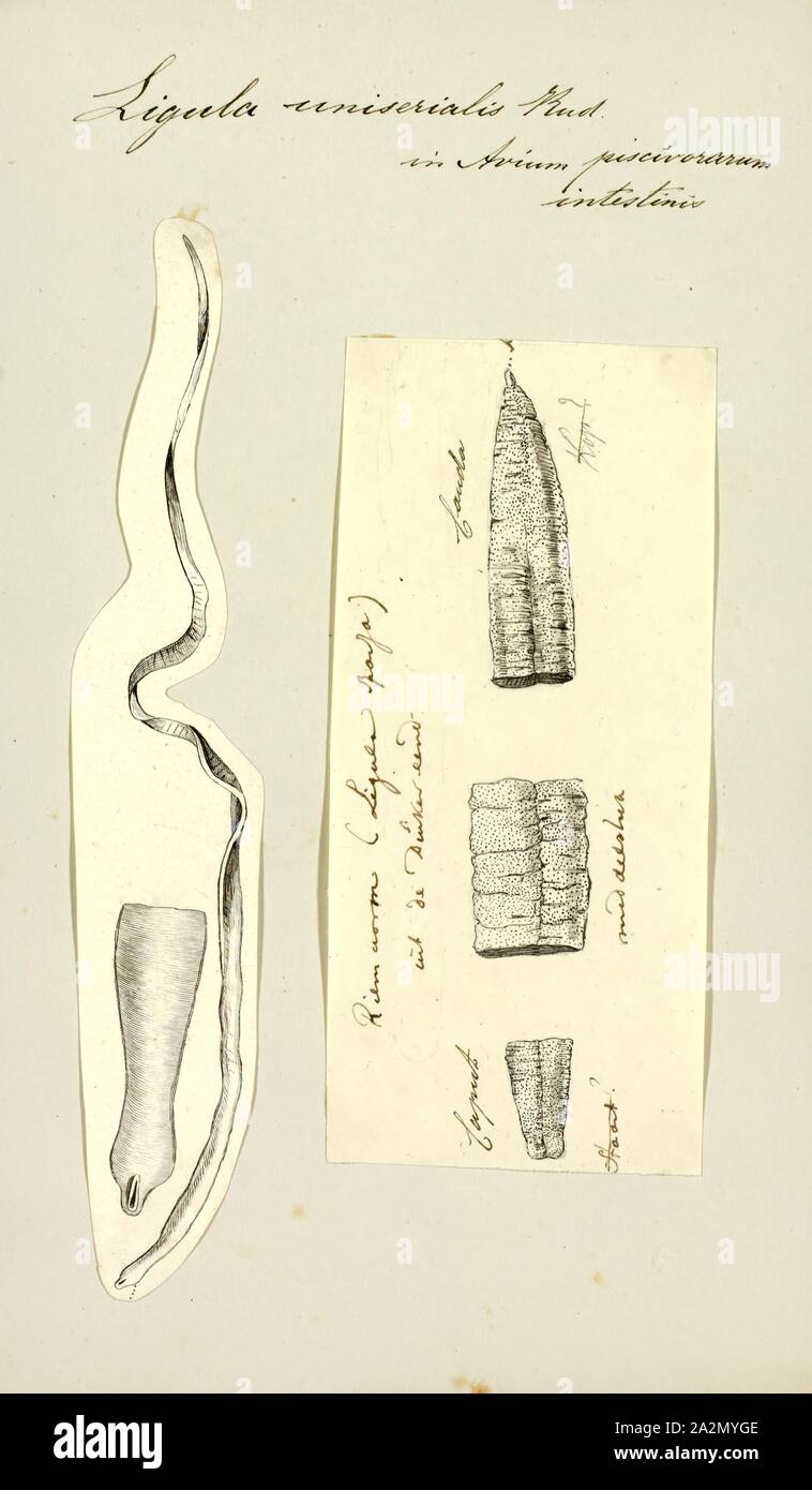 Ligula uniserialis, Print Stock Photo - Alamy