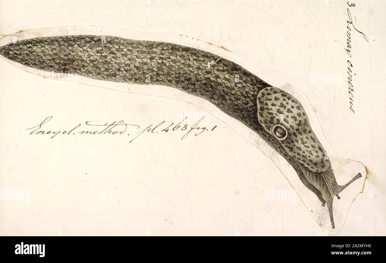 Terrestrial pulmonate gastropod mollusk family limacidae hi-res stock ...