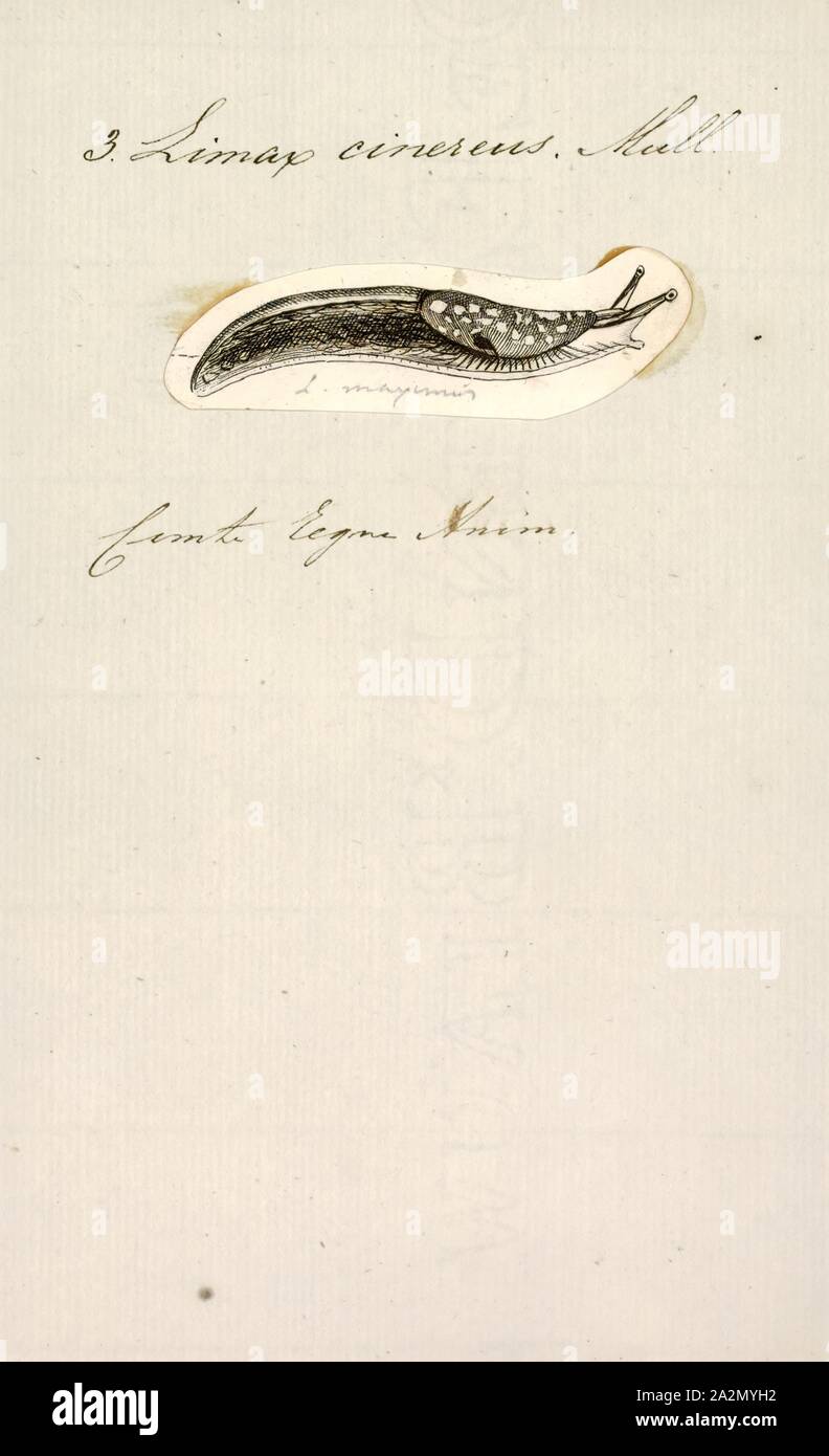Limax cinereus, Print, Limax is a genus of air-breathing land slugs in ...