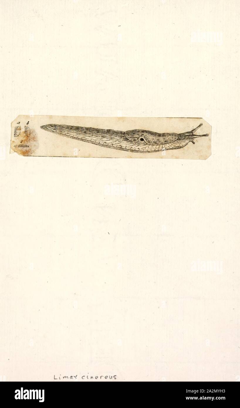 Limax cinereus hi-res stock photography and images - Alamy