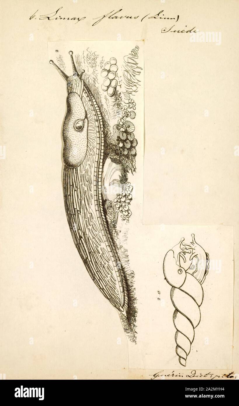 Limax flavus, Print, Limacus flavus, known commonly as the cellar slug ...