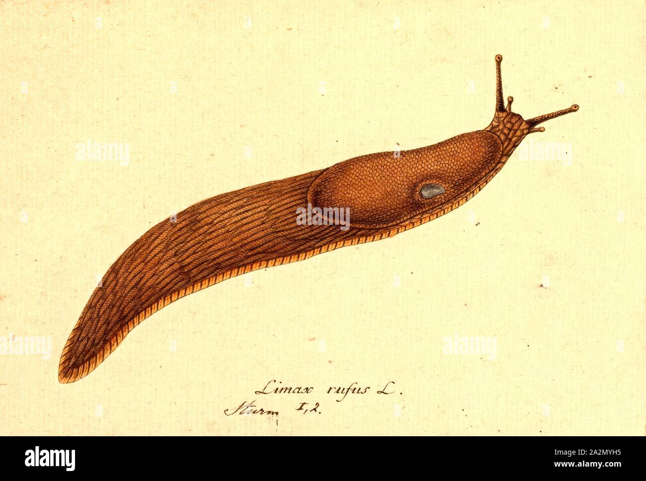 Terrestrial pulmonate gastropod mollusk family limacidae hi-res stock ...