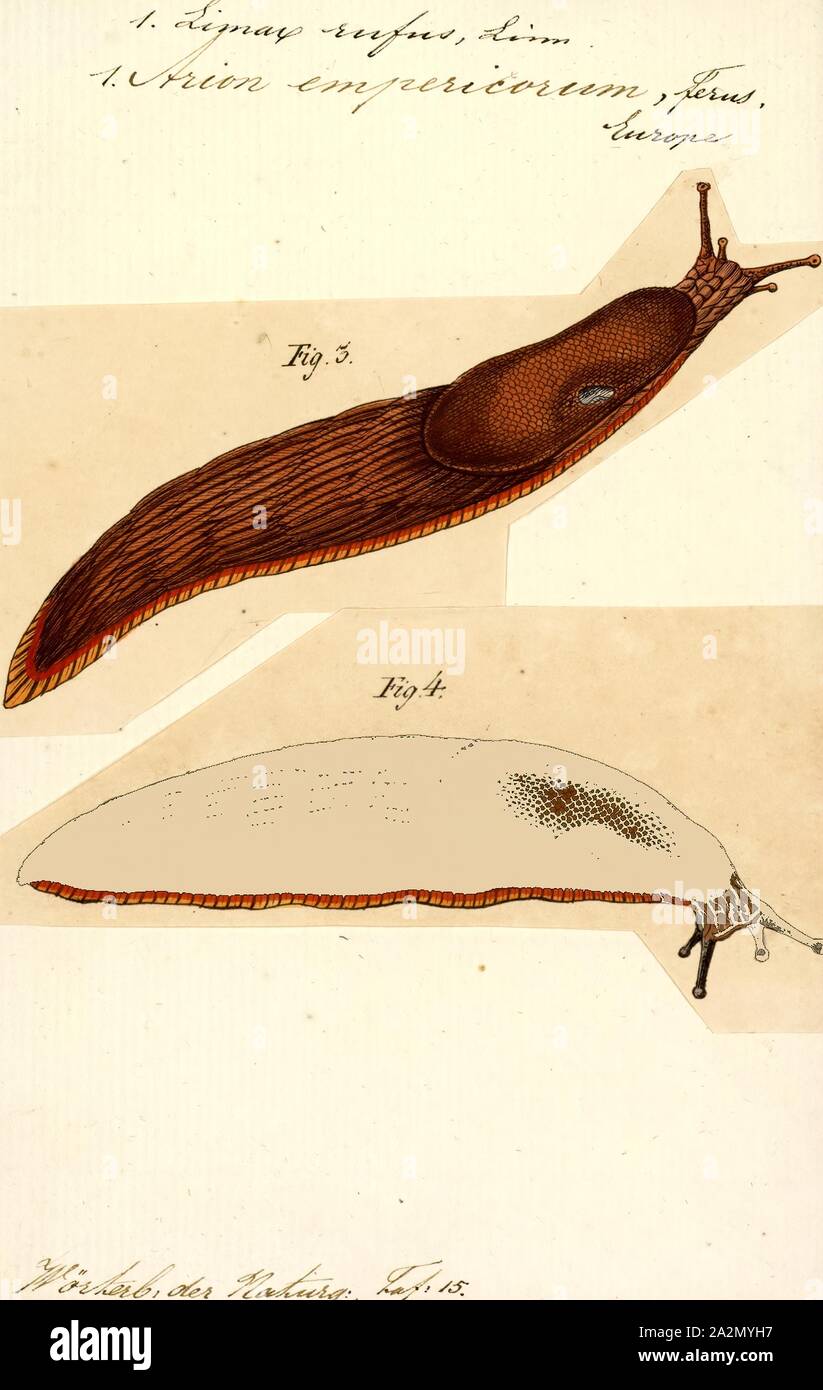 Limax rufus, Print, Limax is a genus of air-breathing land slugs in the ...