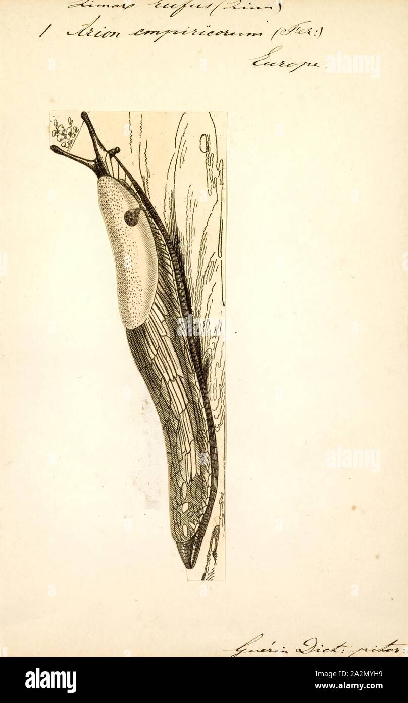 Limax rufus, Print, Limax is a genus of air-breathing land slugs in the ...