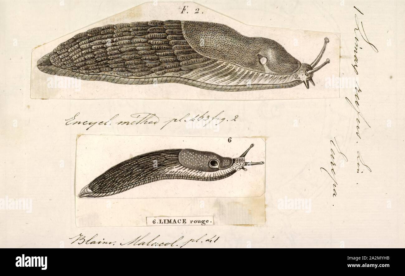 Limax rufus, Print, Limax is a genus of air-breathing land slugs in the ...