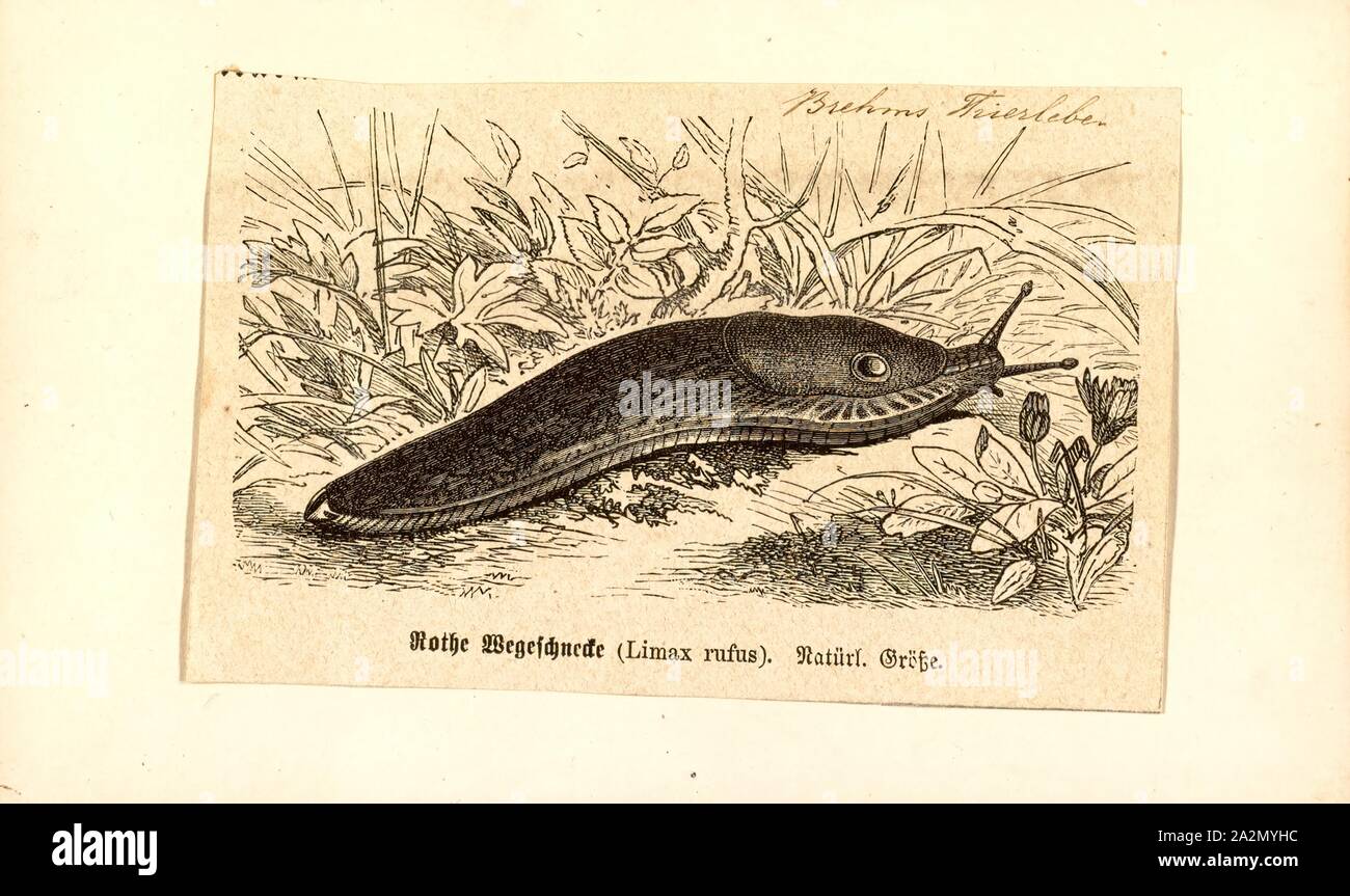 Limax rufus hi-res stock photography and images - Alamy