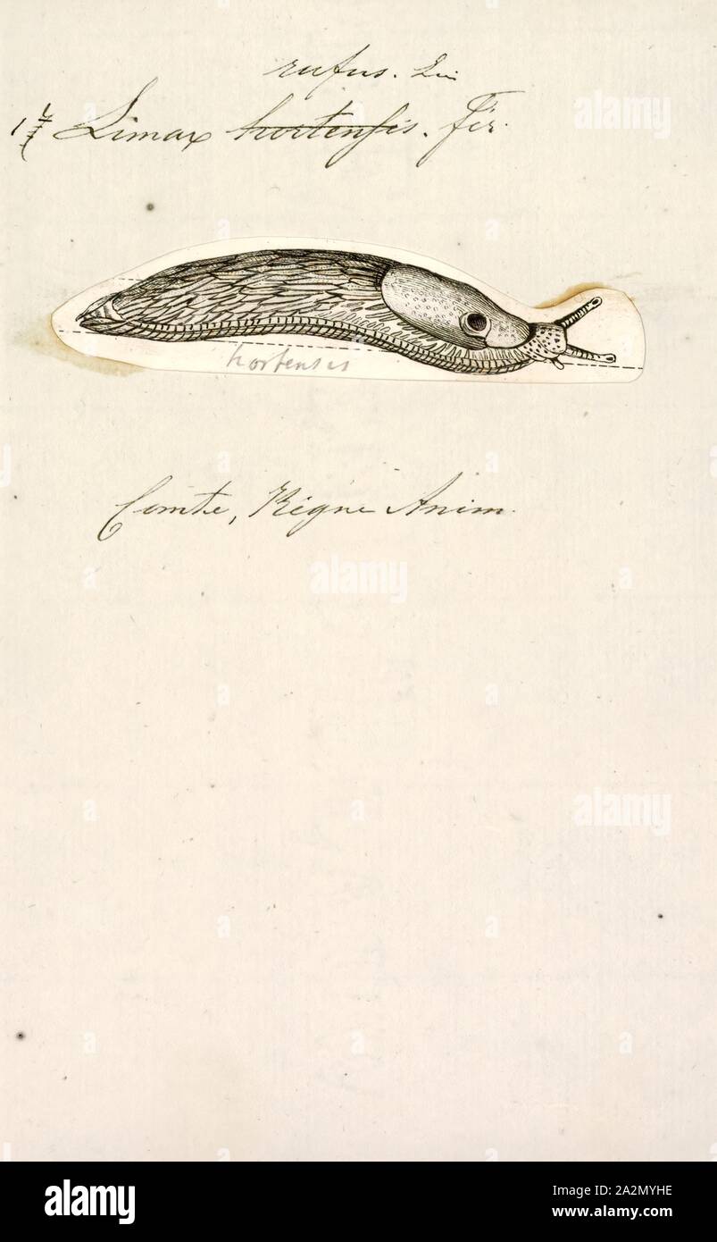 Limax rufus, Print, Limax is a genus of air-breathing land slugs in the ...