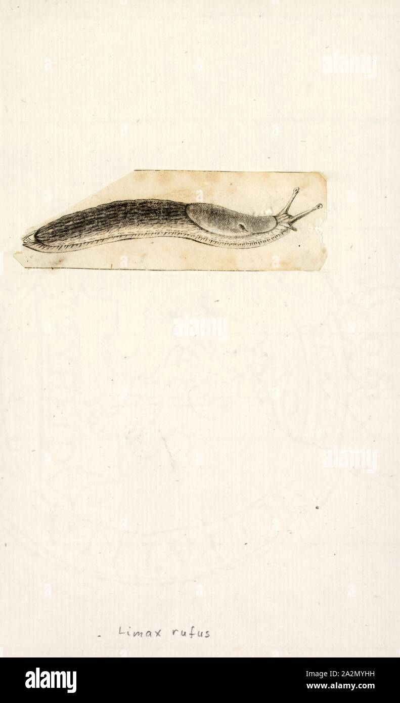 Limax rufus, Print, Limax is a genus of air-breathing land slugs in the ...
