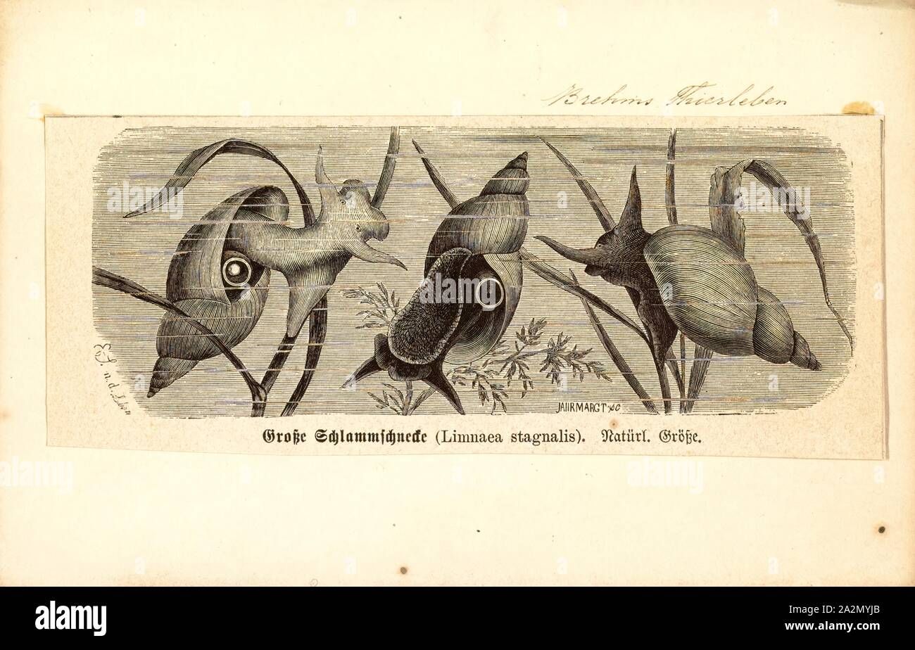 Limnaea stagnalis, Print Stock Photo - Alamy