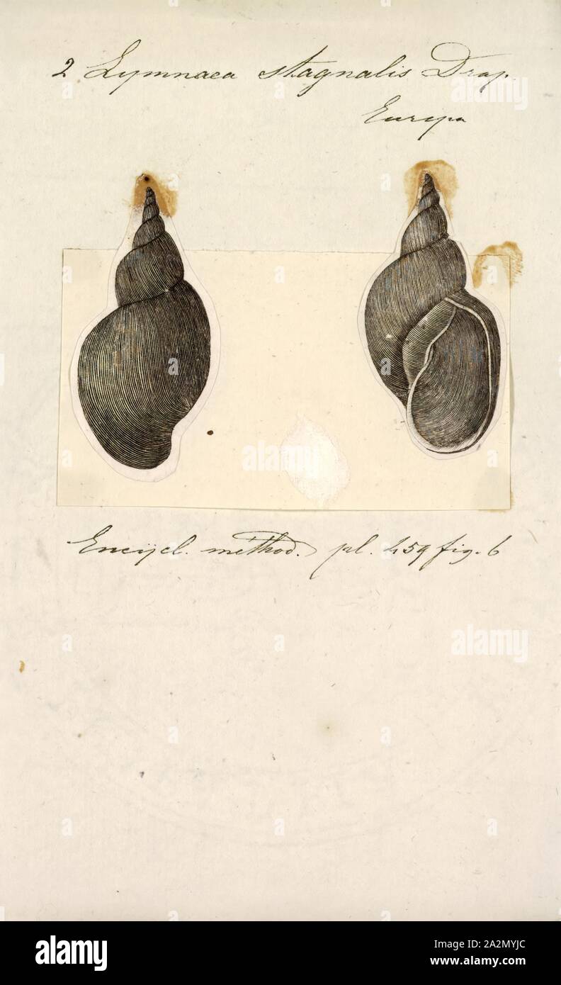 Limnaea stagnalis, Print Stock Photo - Alamy