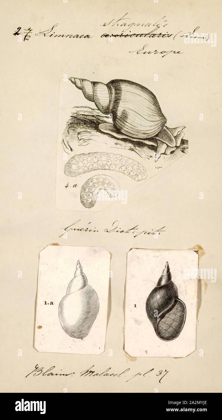 Limnaea stagnalis, Print Stock Photo - Alamy