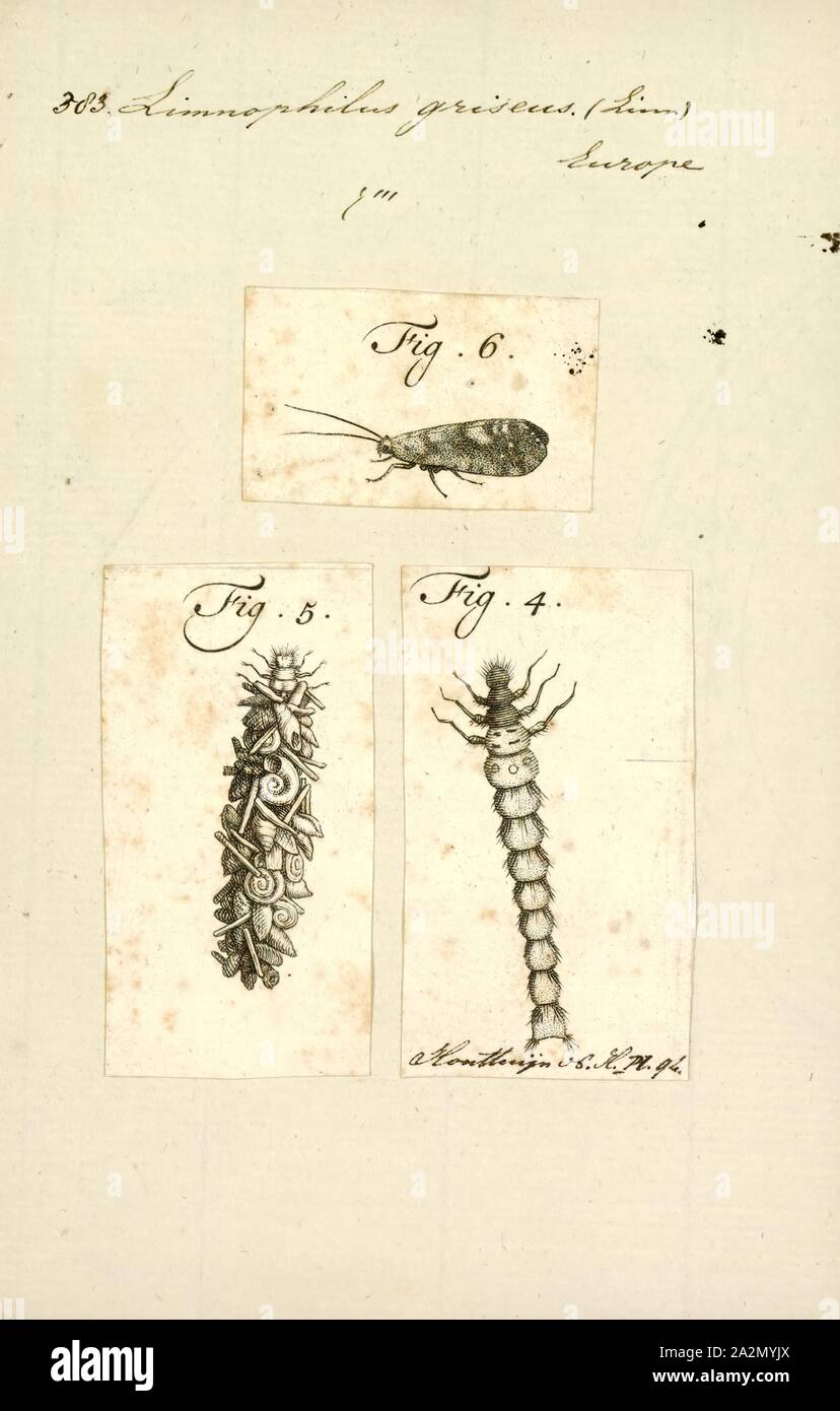 Limnophilus hi-res stock photography and images - Alamy