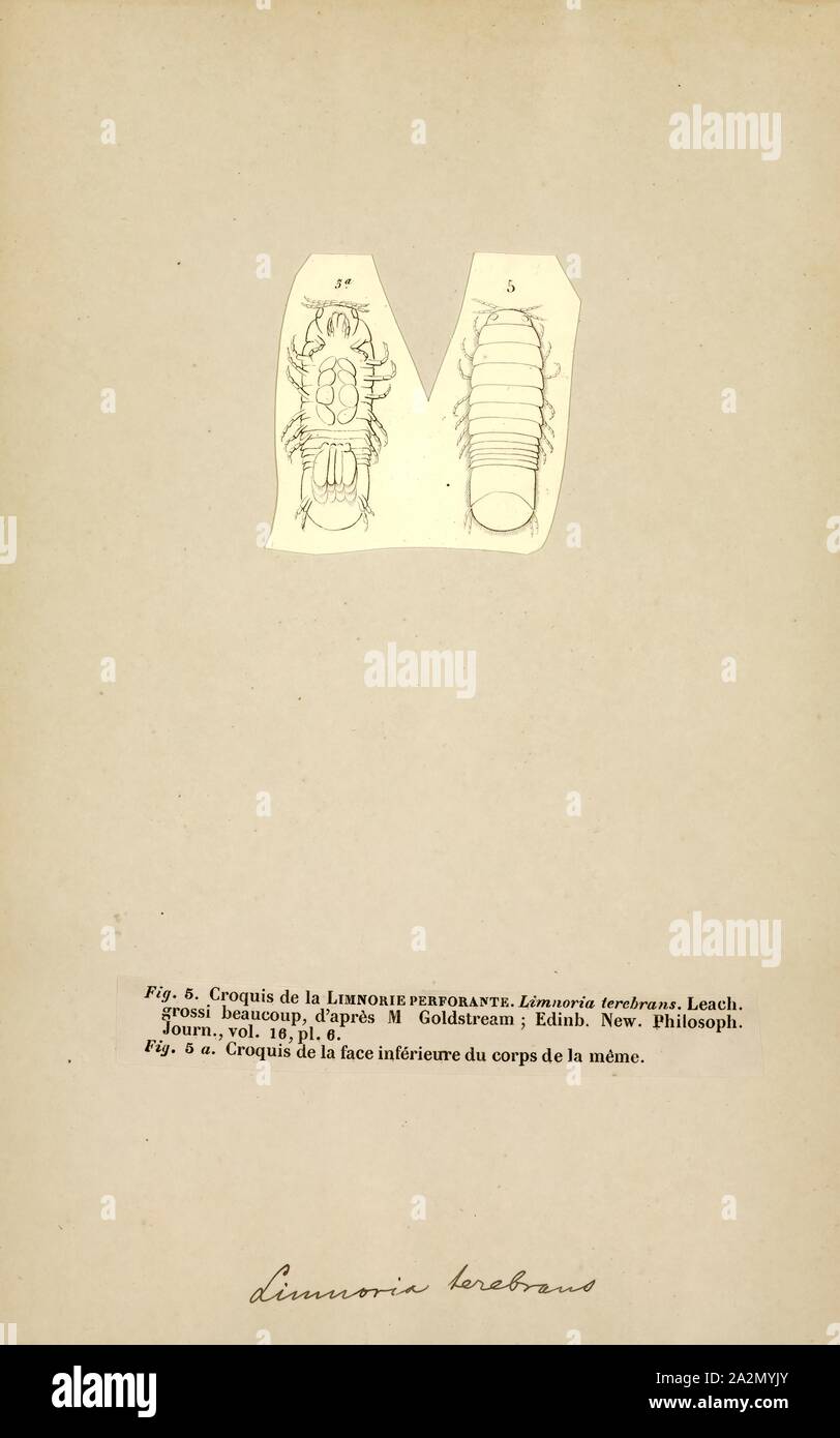 Limnoria Tripunctata