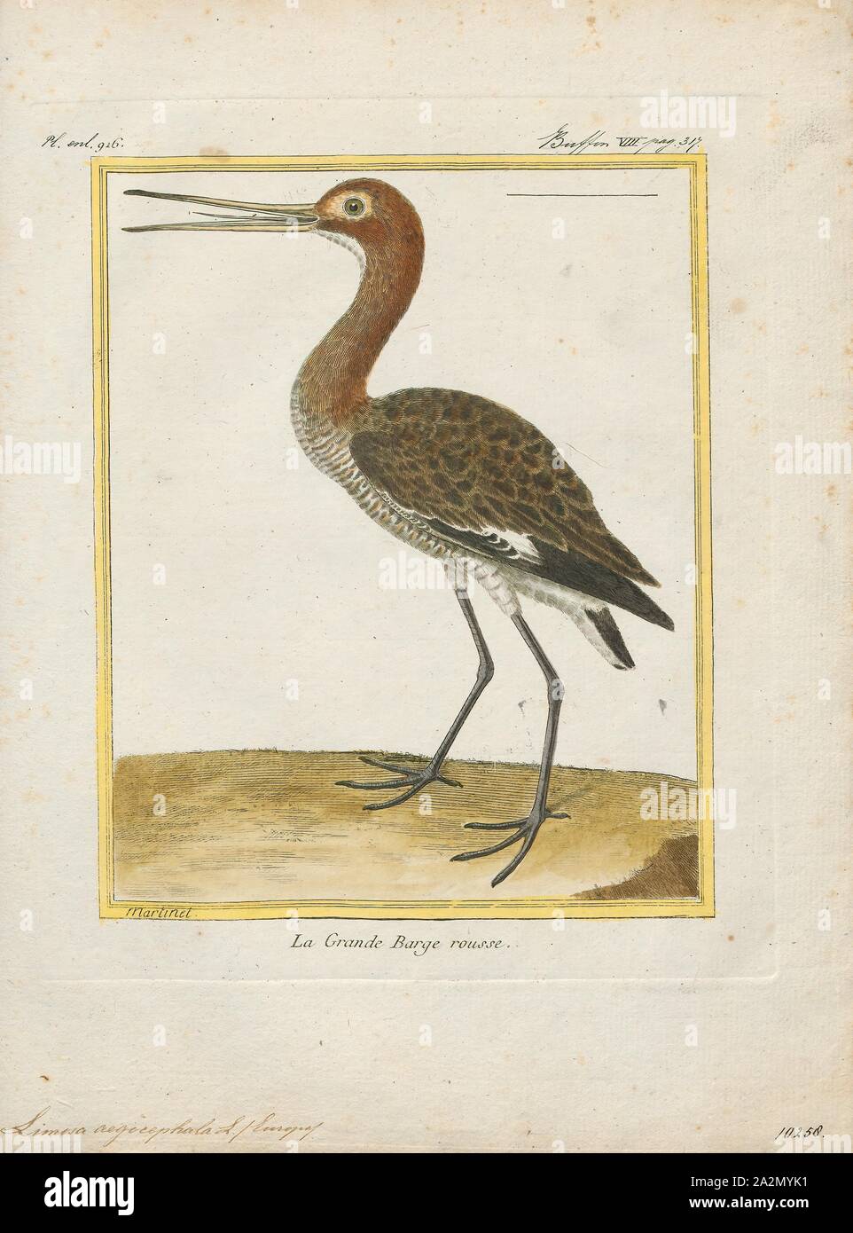 Female bar tailed godwit holds hi-res stock photography and images - Alamy