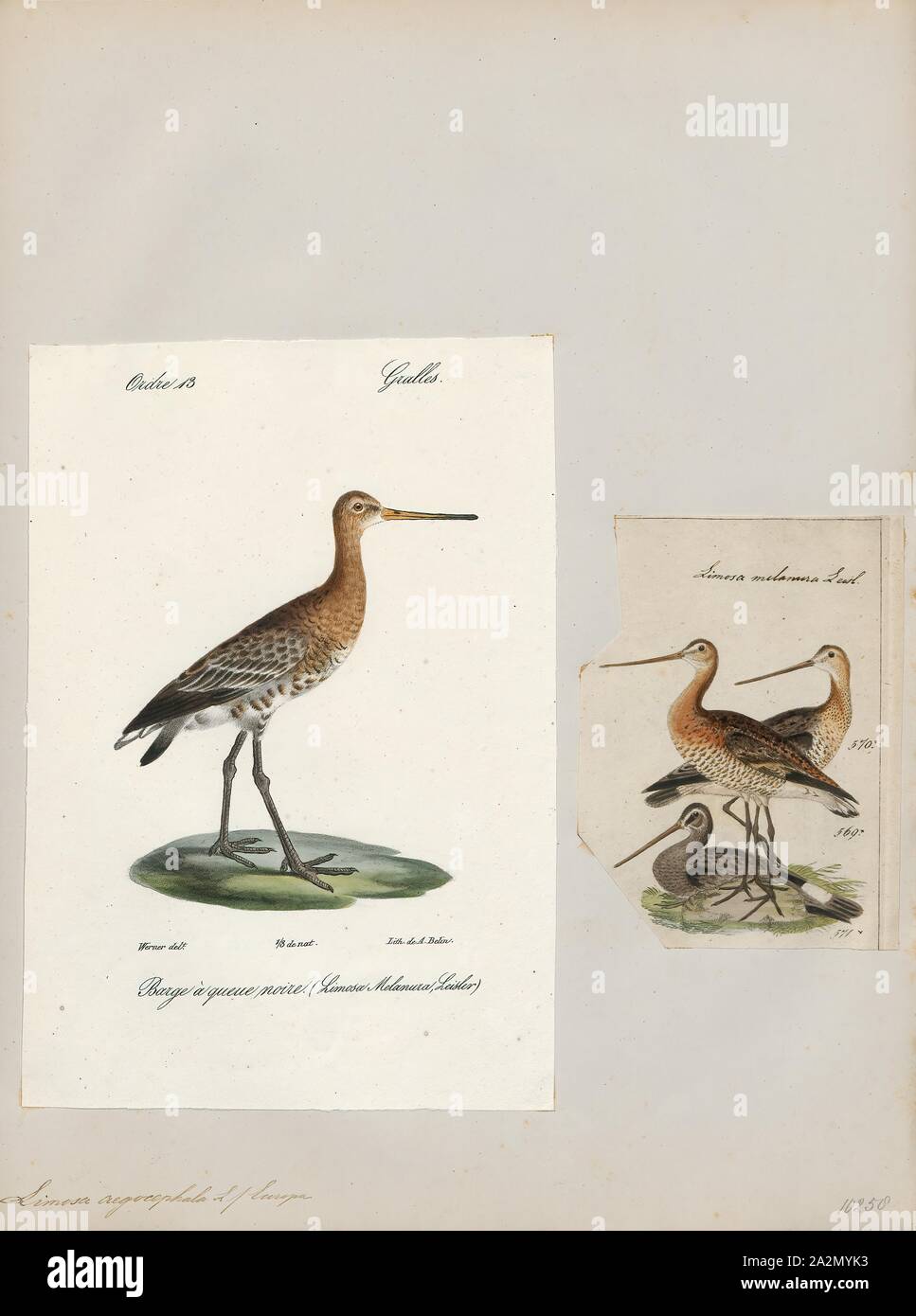 Female bar tailed godwit holds hi-res stock photography and images - Alamy