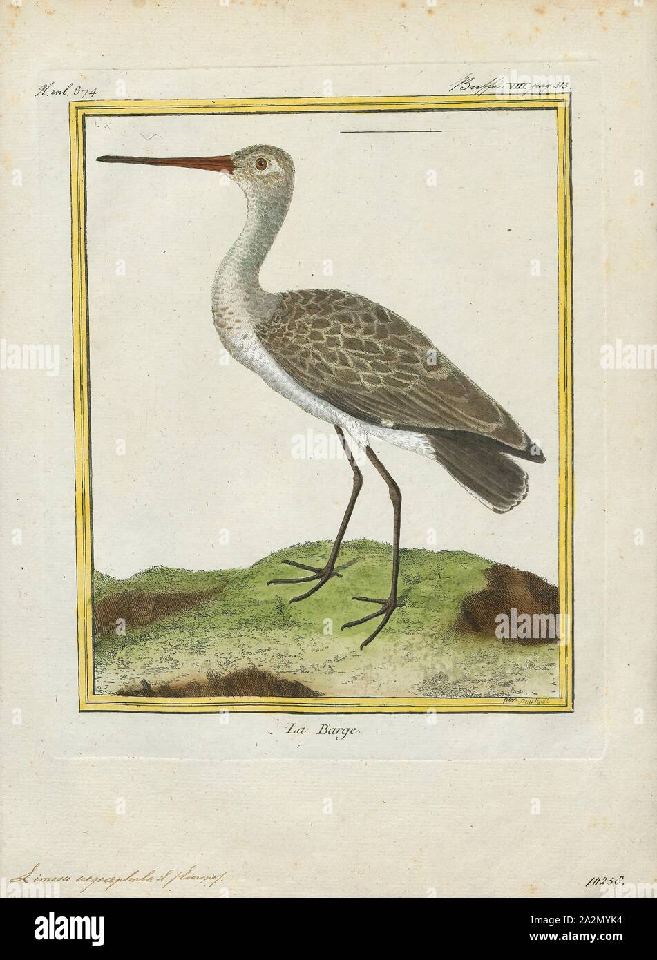 Female bar tailed godwit holds hi-res stock photography and images - Alamy