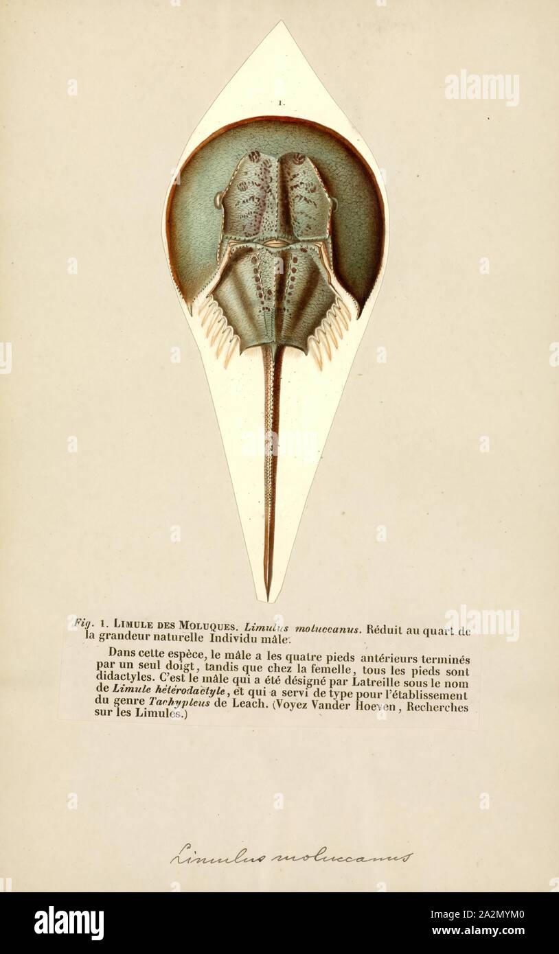 Limulus hi-res stock photography and images - Alamy