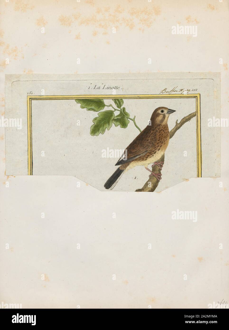 Linaria linaria, Print, Linaria is a genus of 150 species of flowering ...