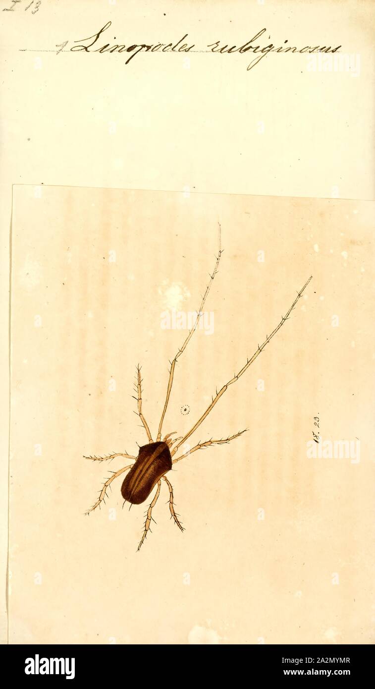 Linopodes, Print, Linopodes is a genus of mites in the family ...