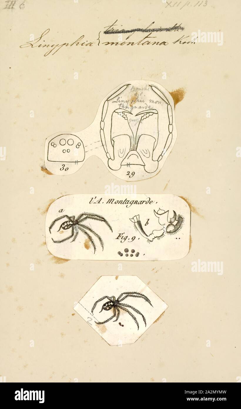 Greek Spiders High Resolution Stock Photography and Images - Alamy