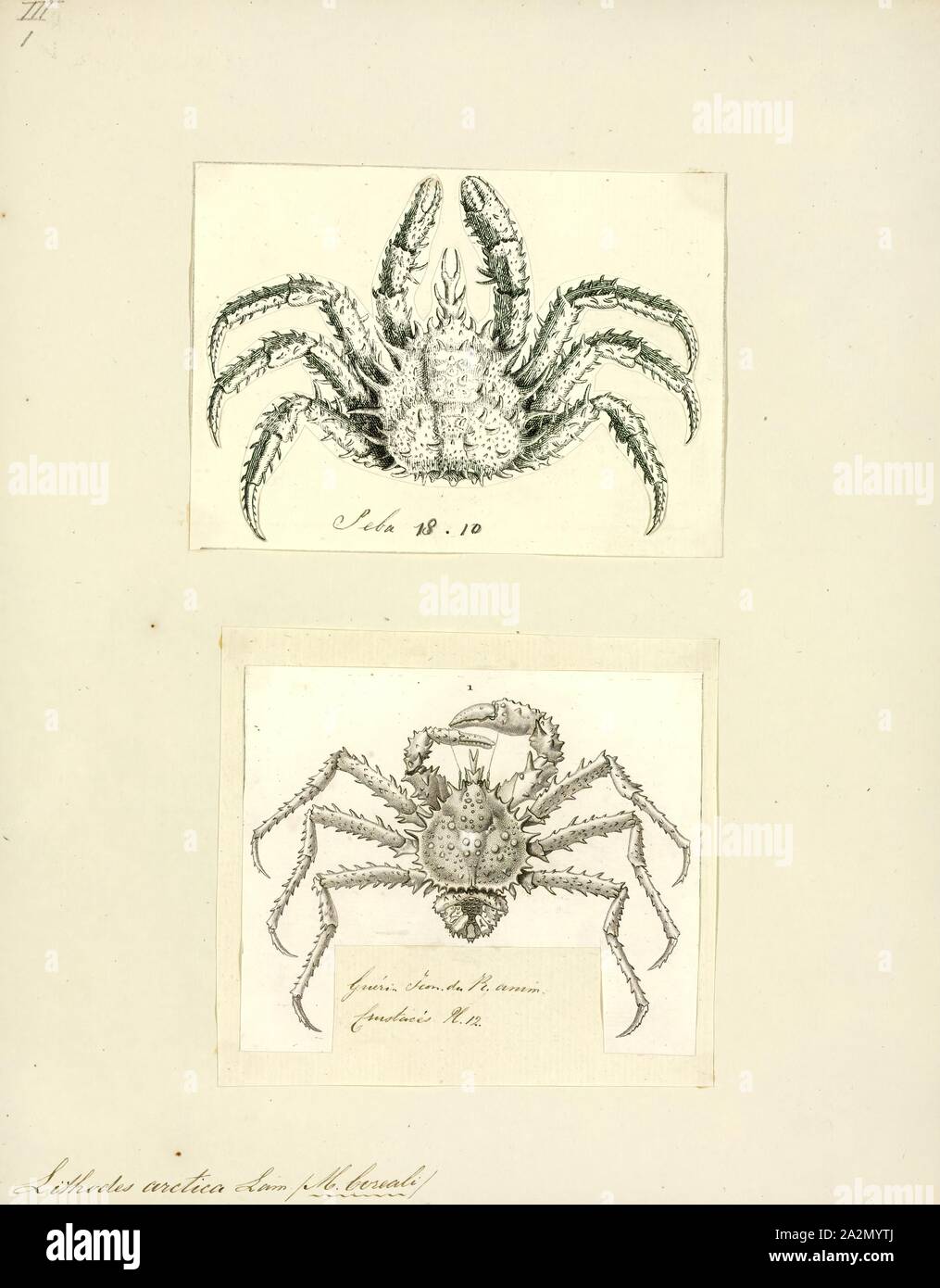 Lithodes hi-res stock photography and images - Alamy