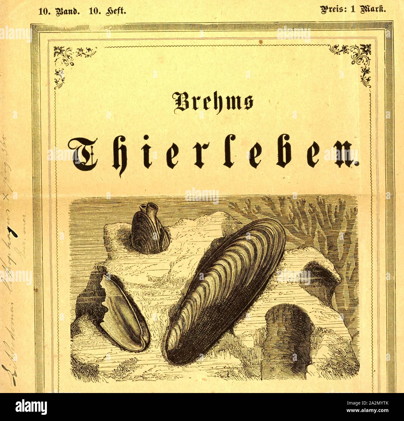 Lithodomus lithophagus hi-res stock photography and images - Alamy