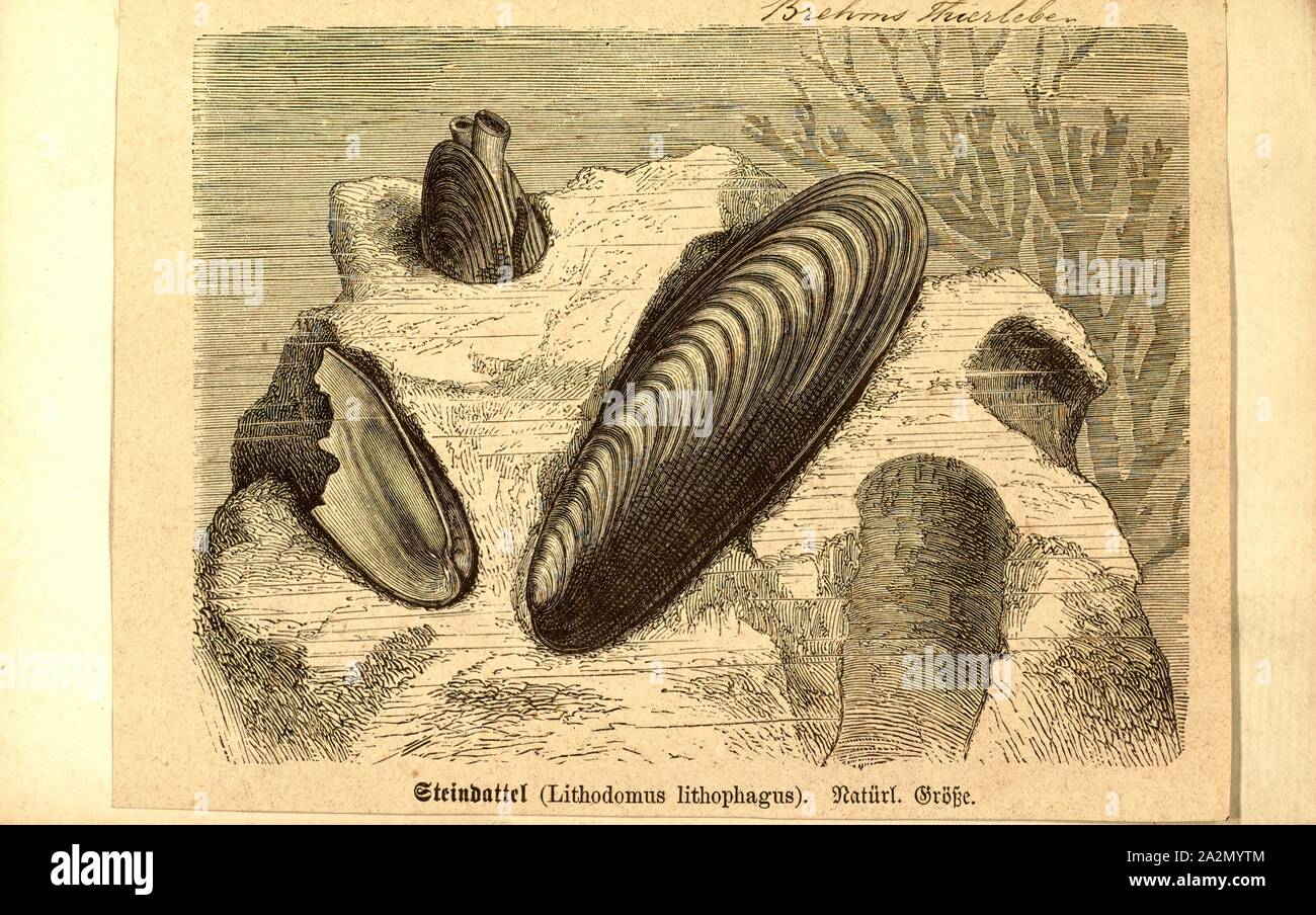 Lithodomus lithophagus, Print Stock Photo - Alamy