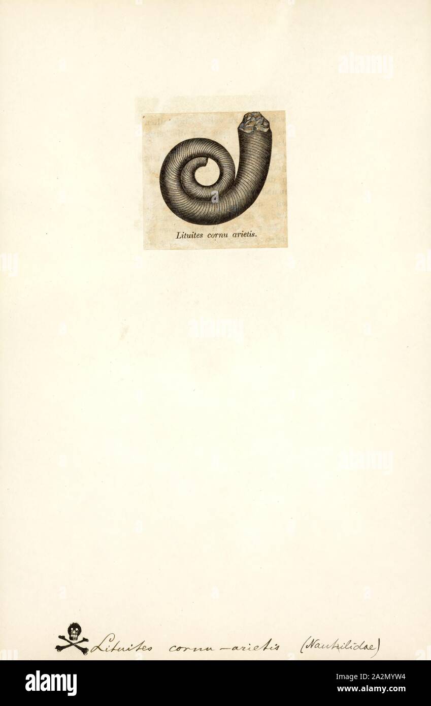 Extinct nautiloid genus hi-res stock photography and images - Alamy