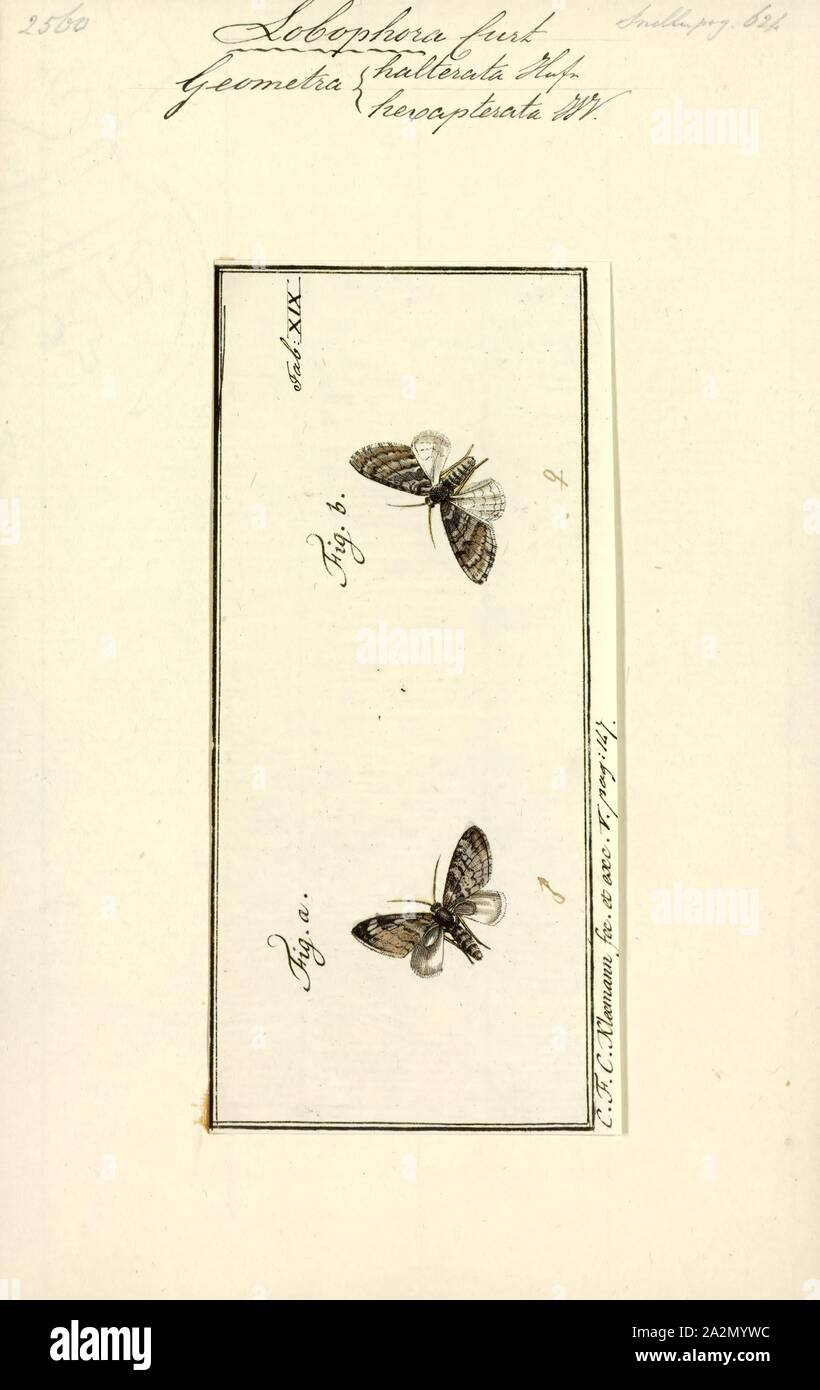 Lobophora hi-res stock photography and images - Alamy